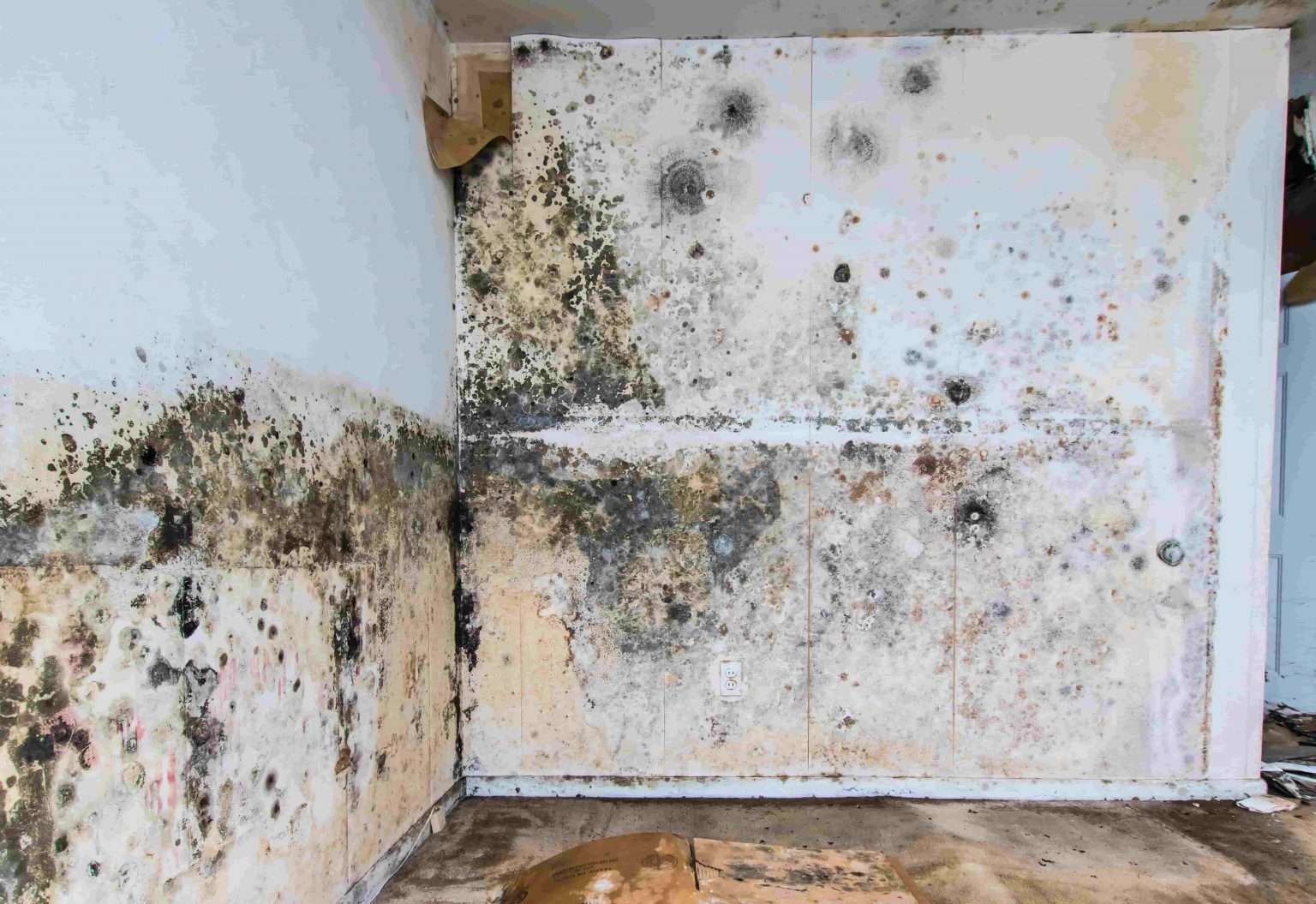 Tackling Mold After Water Damage | Restoration Company Near Me